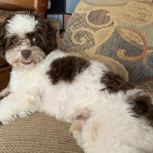 The Parents - Petite Joie Puppies