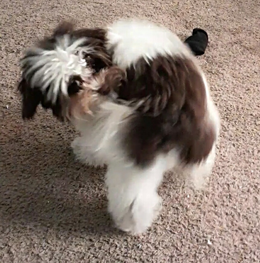 The Parents - Petite Joie Puppies