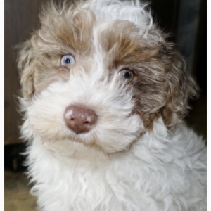 HavaPoo Puppy Breeder - HavaPoo Puppies for Adoption - Petite Joie Puppies