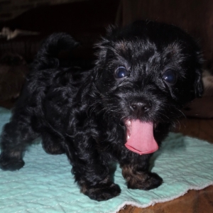 HavaPoo Puppy Breeder - HavaPoo Puppies for Adoption - Petite Joie Puppies
