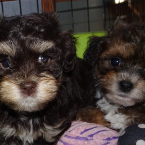 HavaPoo Puppy Breeder - HavaPoo Puppies for Adoption - Petite Joie Puppies