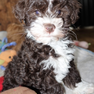 HavaPoo Puppy Breeder - HavaPoo Puppies for Adoption - Petite Joie Puppies