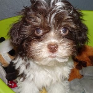 HavaPoo Puppy Breeder - HavaPoo Puppies for Adoption - Petite Joie Puppies
