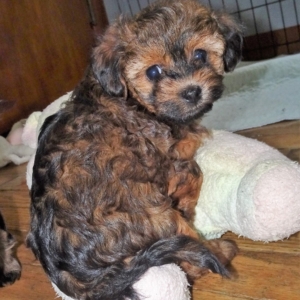 HavaPoo Puppy Breeder - HavaPoo Puppies for Adoption - Petite Joie Puppies