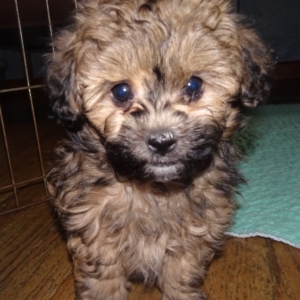 HavaPoo Puppy Breeder - HavaPoo Puppies for Adoption - Petite Joie Puppies