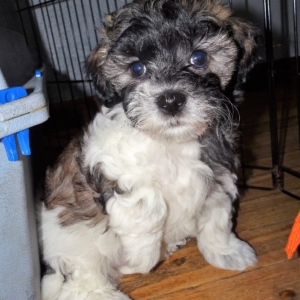 HavaPoo Puppy Breeder - HavaPoo Puppies for Adoption - Petite Joie Puppies