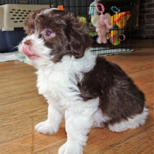 HavaPoo Puppy Breeder - HavaPoo Puppies for Adoption - Petite Joie Puppies