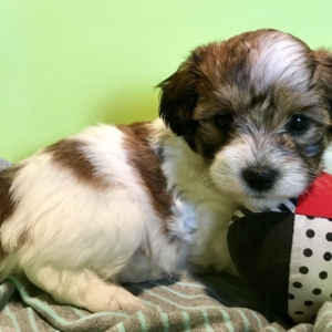 HavaPoo Puppy Breeder - HavaPoo Puppies for Adoption - Petite Joie Puppies