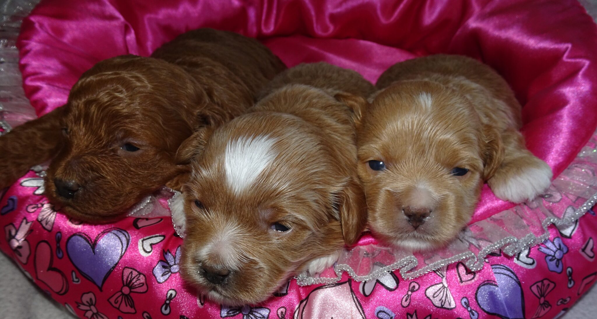 PooTon Puppy Breeder - PooTon Puppies for Sale - Petite Joie Puppies