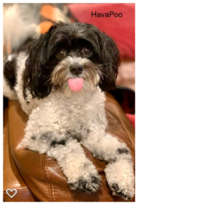 HavaPoo Puppy Breeder - HavaPoo Puppies for Adoption - Petite Joie Puppies