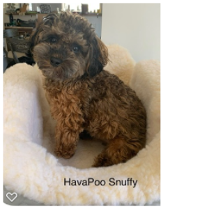 HavaPoo Puppy Breeder - HavaPoo Puppies for Adoption - Petite Joie Puppies