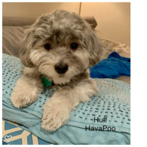 HavaPoo Puppy Breeder - HavaPoo Puppies for Adoption - Petite Joie Puppies