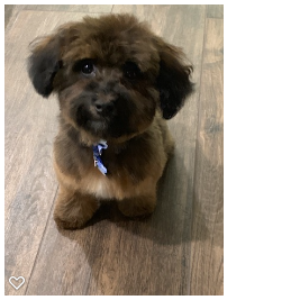 HavaPoo Puppy Breeder - HavaPoo Puppies for Adoption - Petite Joie Puppies