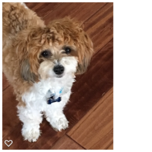 HavaPoo Puppy Breeder - HavaPoo Puppies for Adoption - Petite Joie Puppies