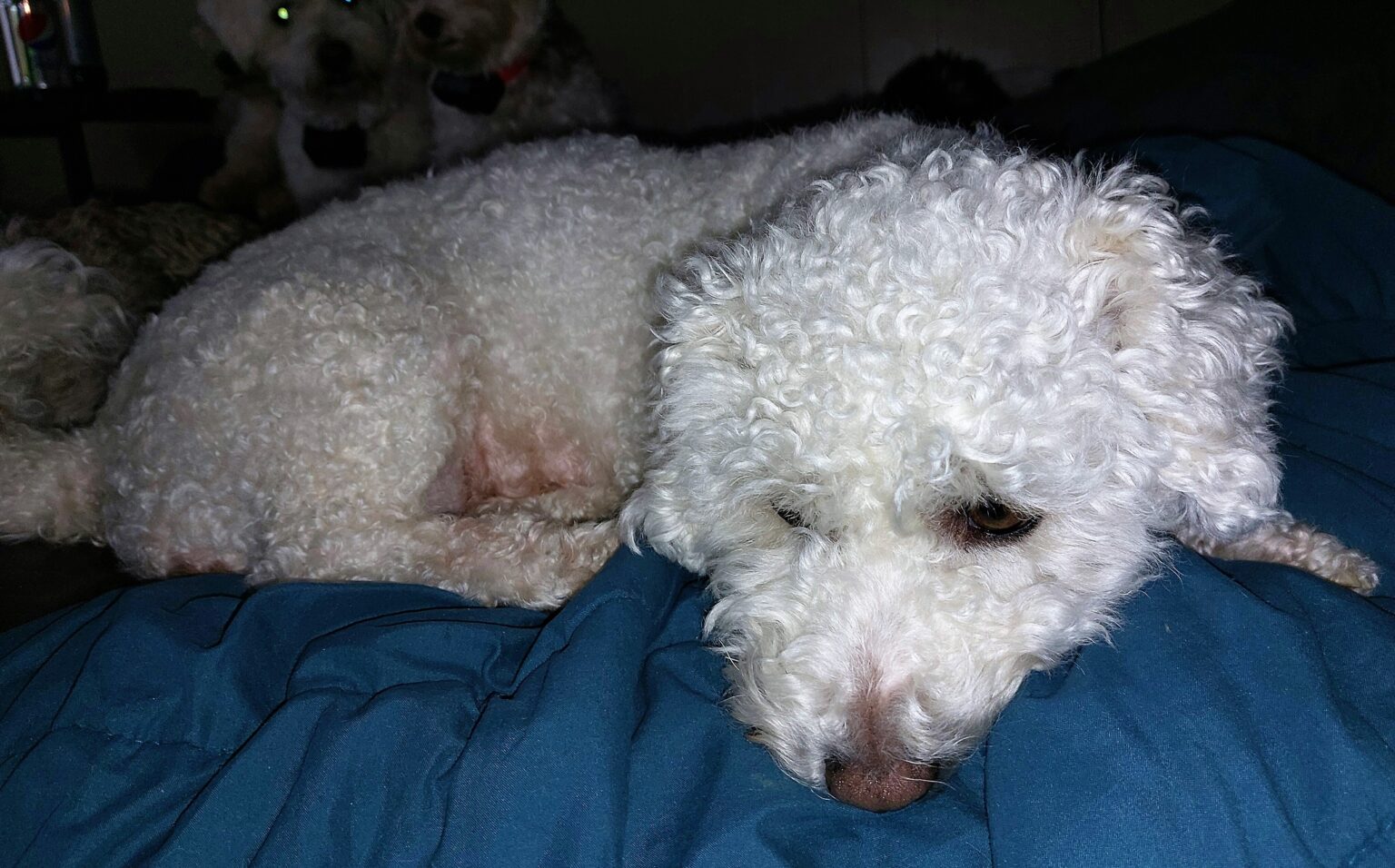 Havapoo & Poochon Puppies for Sale - Petite Joie Puppies