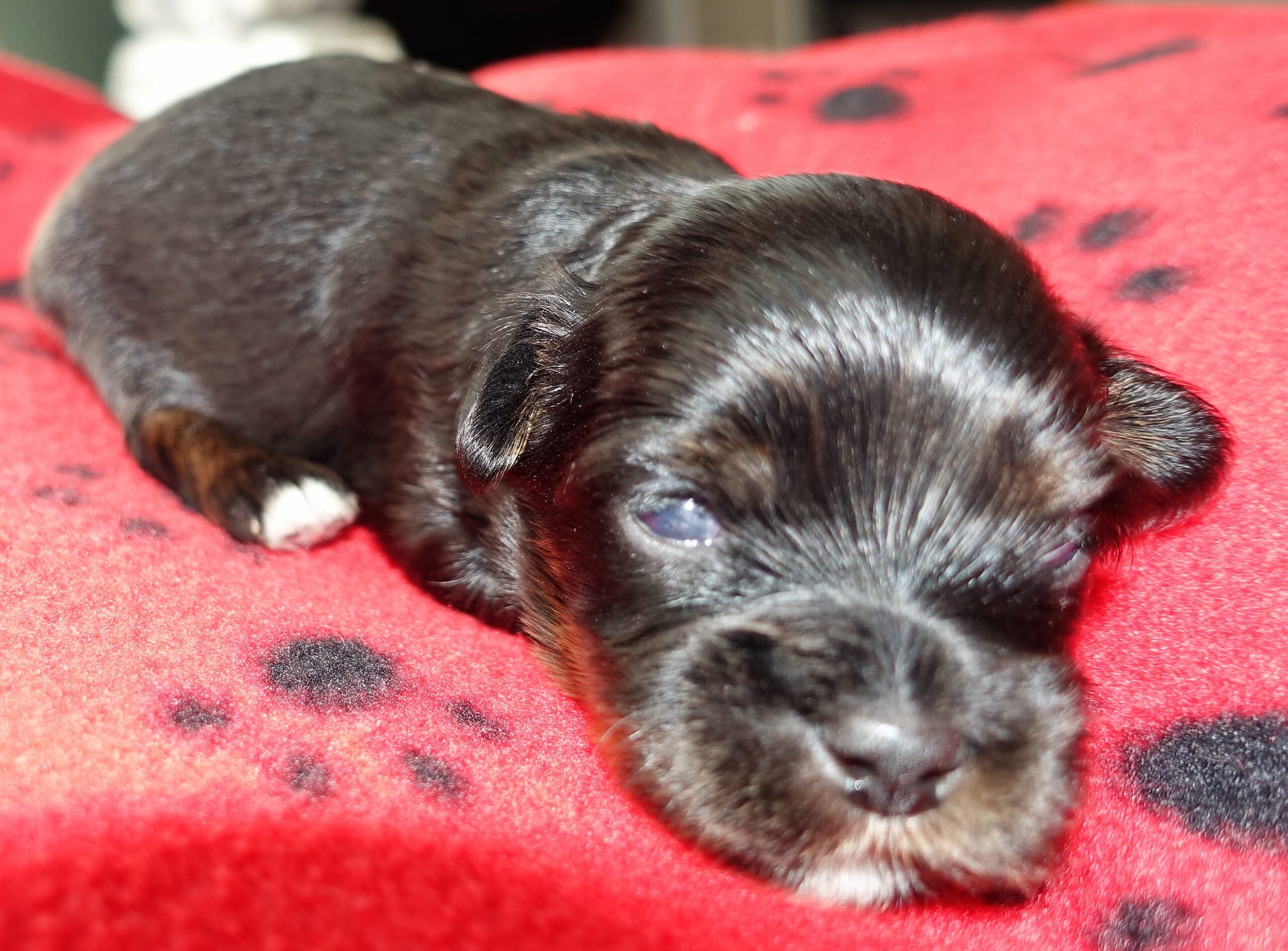 HavaPoo Puppy Breeder - HavaPoo Puppies for Adoption - Petite Joie Puppies