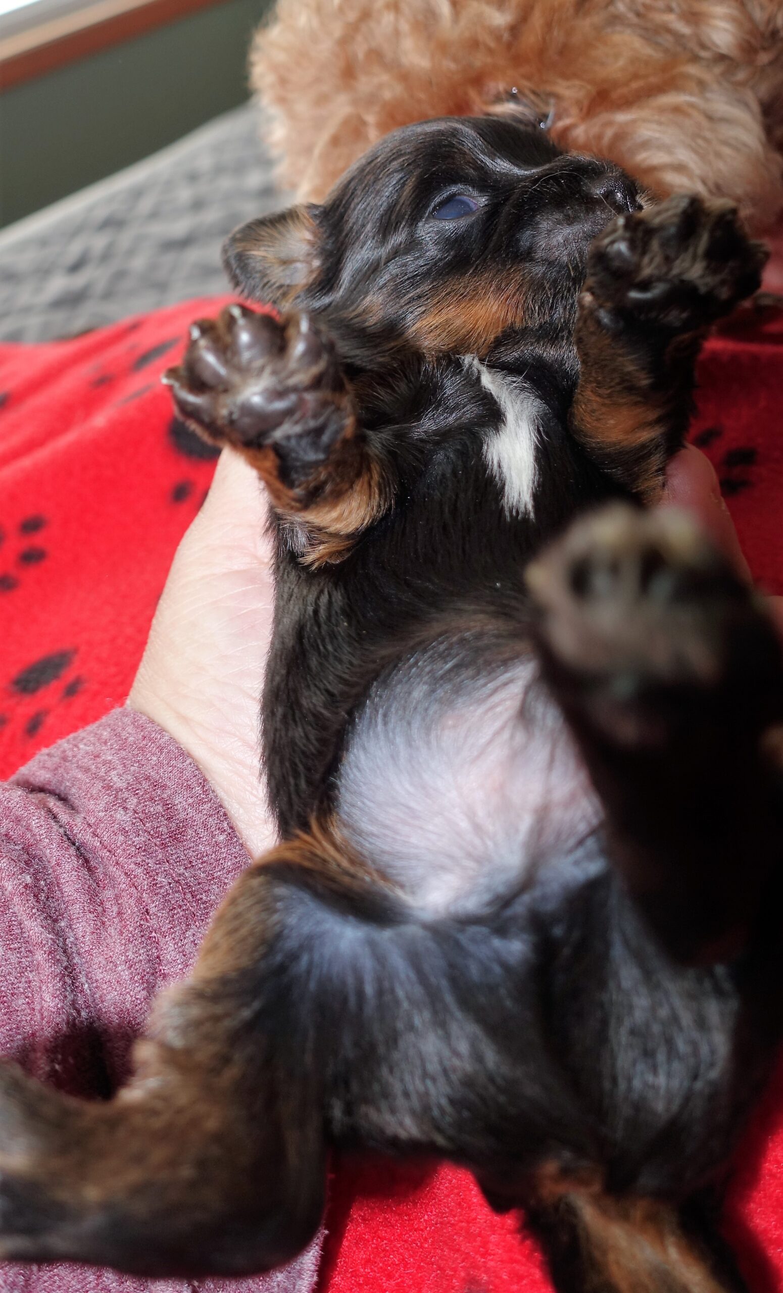 HavaPoo Puppy Breeder - HavaPoo Puppies for Adoption - Petite Joie Puppies