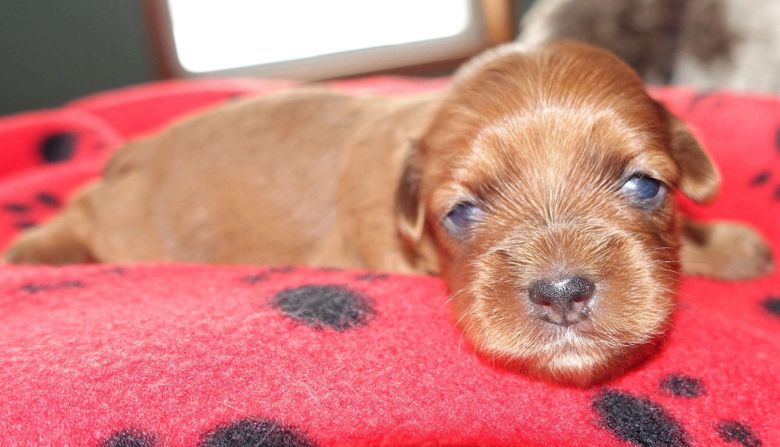 HavaPoo Puppy Breeder - HavaPoo Puppies for Adoption - Petite Joie Puppies