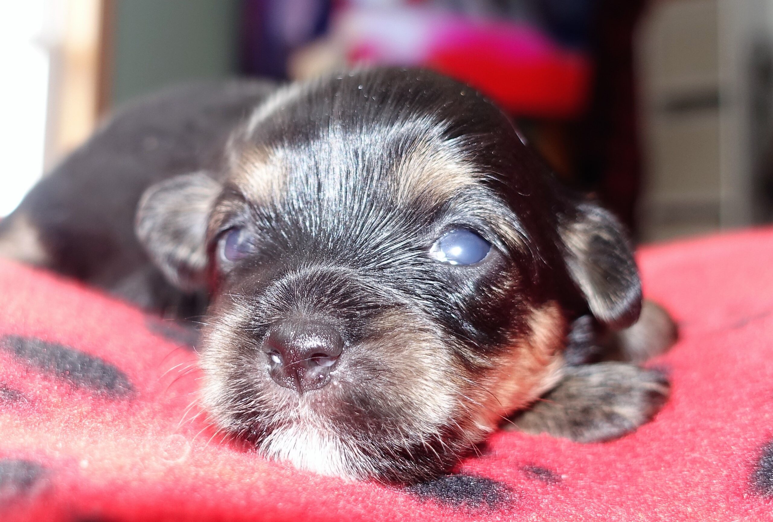 HavaPoo Puppy Breeder - HavaPoo Puppies for Adoption - Petite Joie Puppies