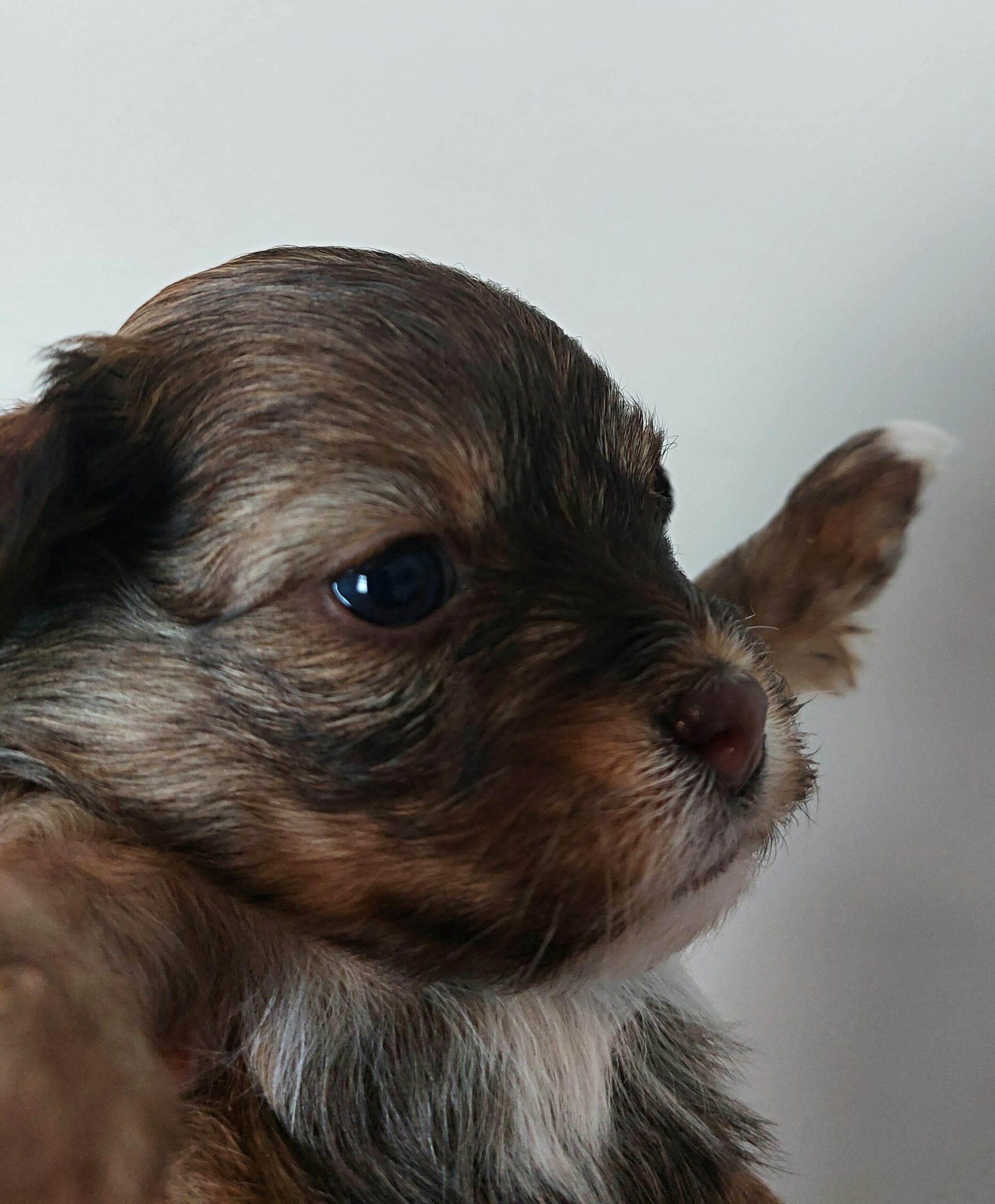 HavaPoo Puppy Breeder - HavaPoo Puppies for Adoption - Petite Joie Puppies