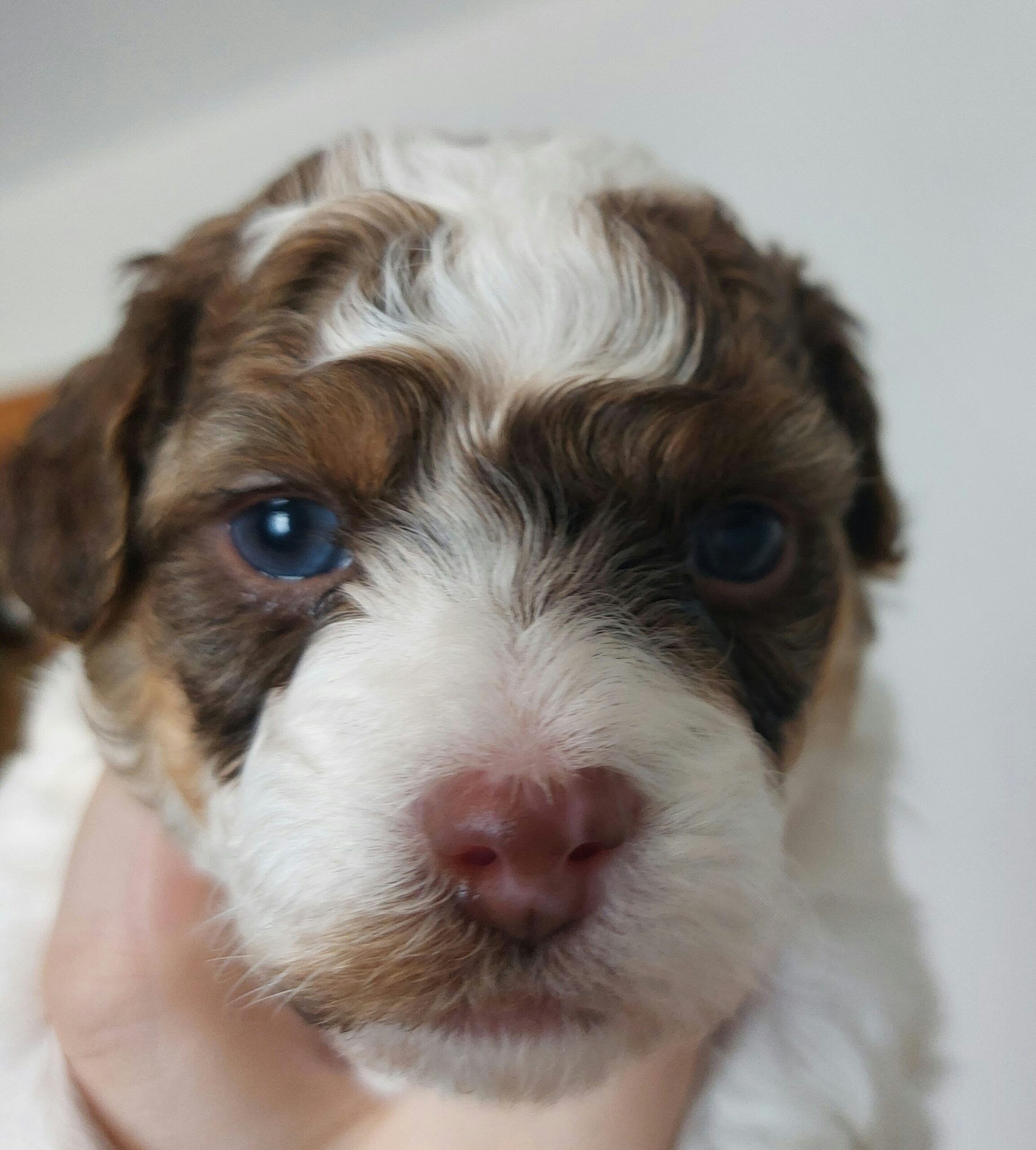 HavaPoo Puppy Breeder - HavaPoo Puppies for Adoption - Petite Joie Puppies