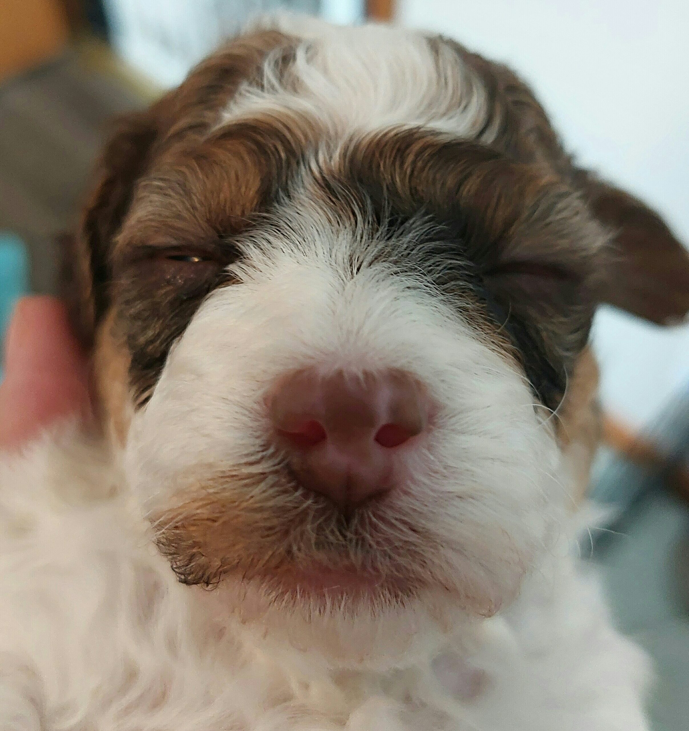 HavaPoo Puppy Breeder - HavaPoo Puppies for Adoption - Petite Joie Puppies