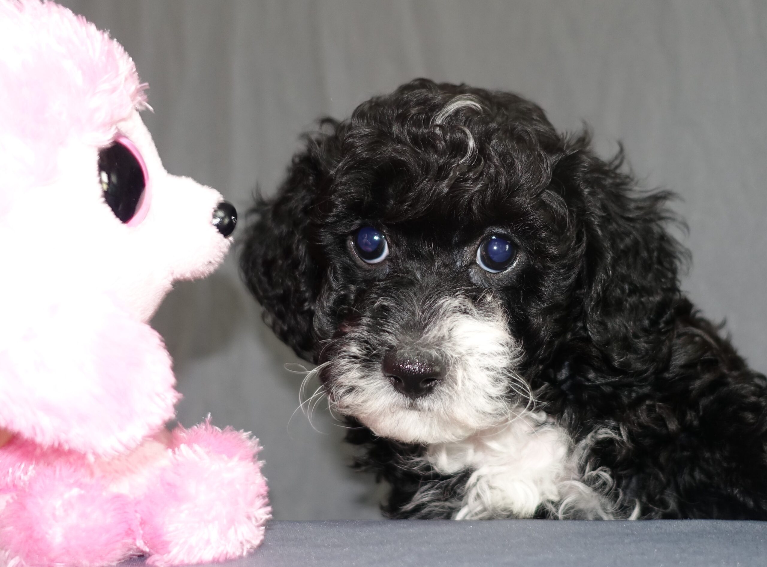 Teacup Toy Poodle Puppies for Adoption - Tea Cup Toy Poodle Breeder ...