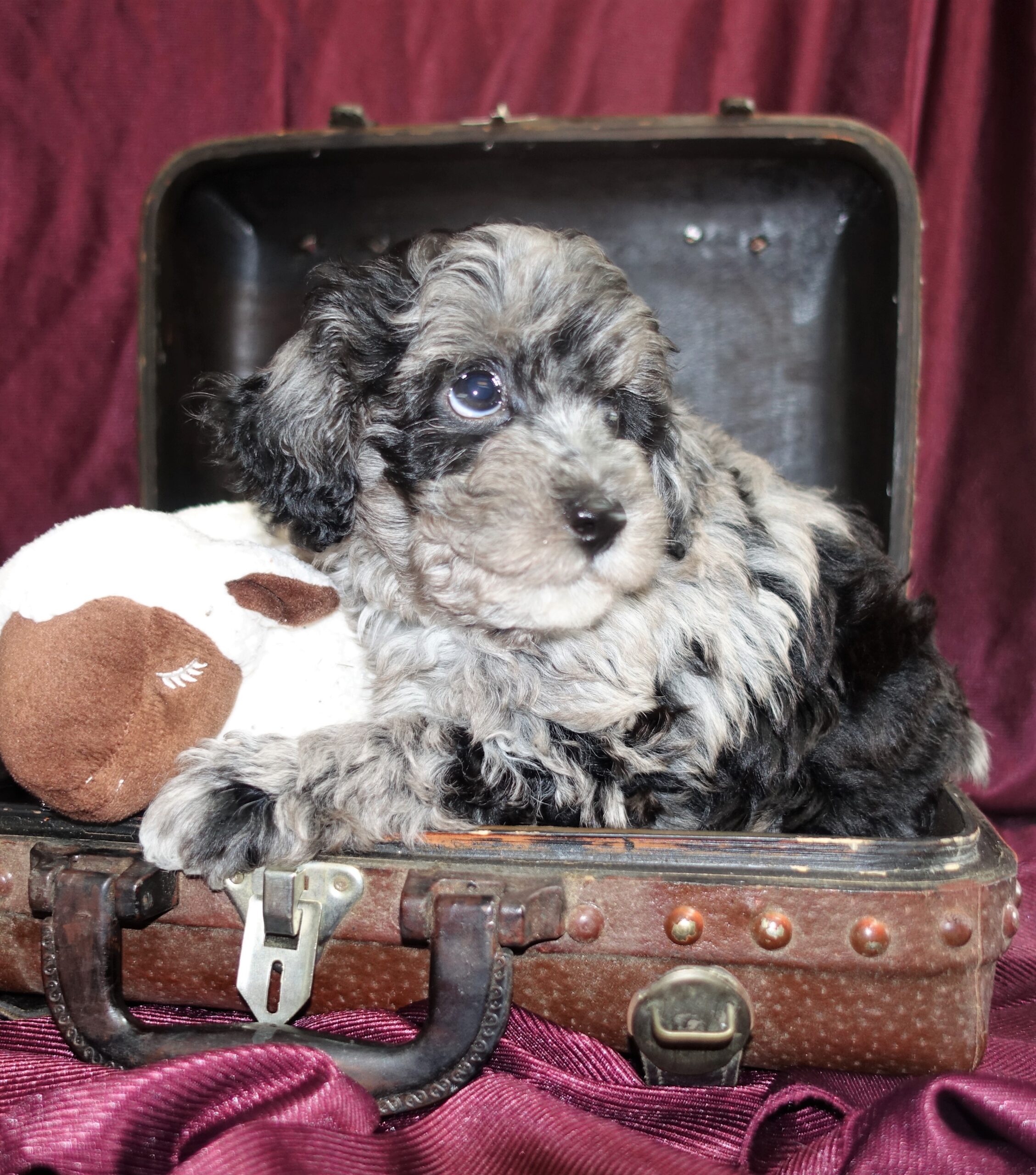 Teacup Toy Poodle Puppies for Adoption - Tea Cup Toy Poodle Breeder ...
