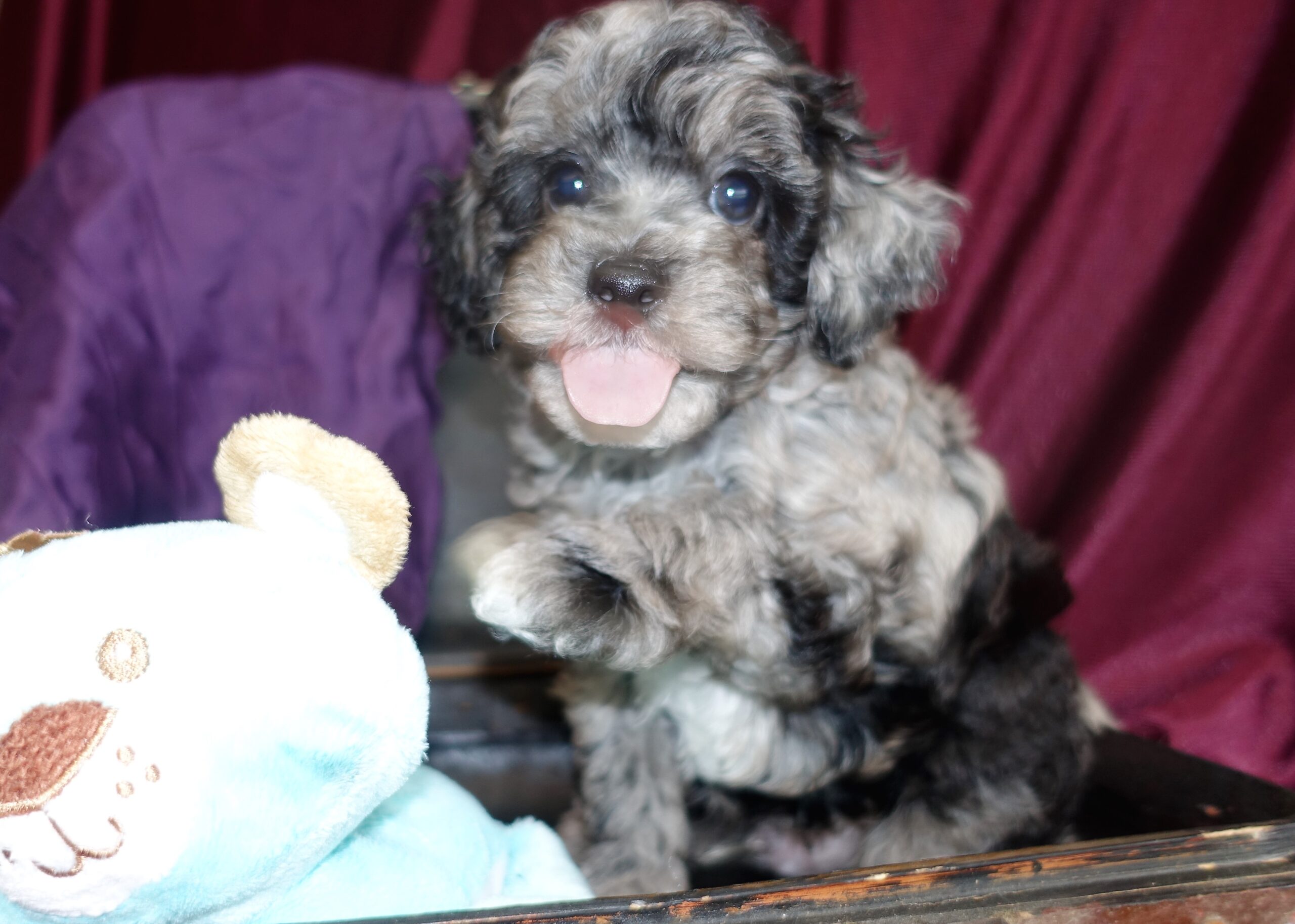 Teacup Toy Poodle Puppies for Adoption - Tea Cup Toy Poodle Breeder ...