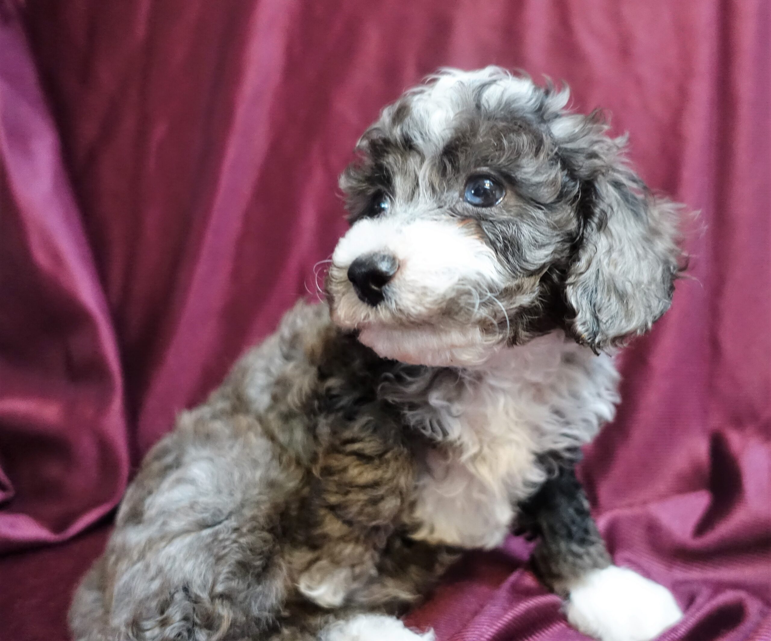 Teacup Toy Poodle Puppies for Adoption - Tea Cup Toy Poodle Breeder ...