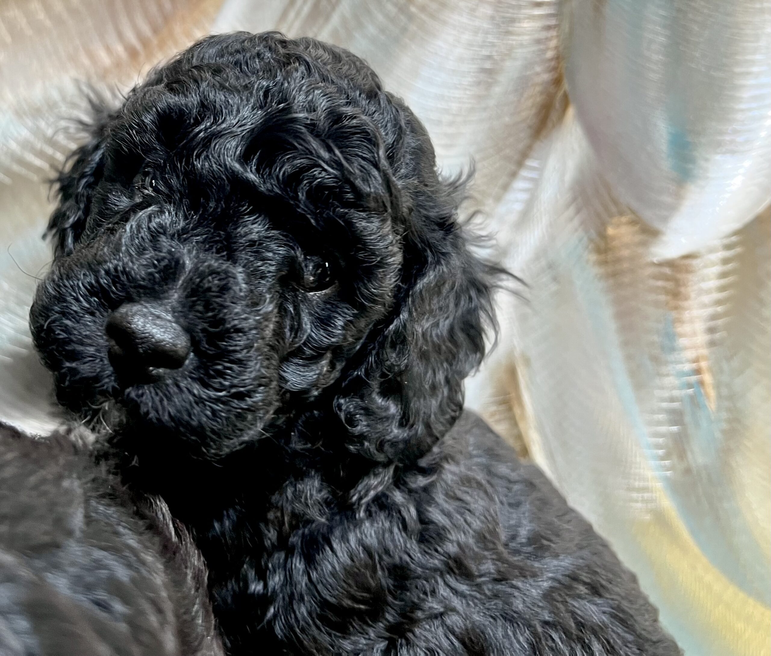 Teacup Toy Poodle Puppies for Adoption - Tea Cup Toy Poodle Breeder ...