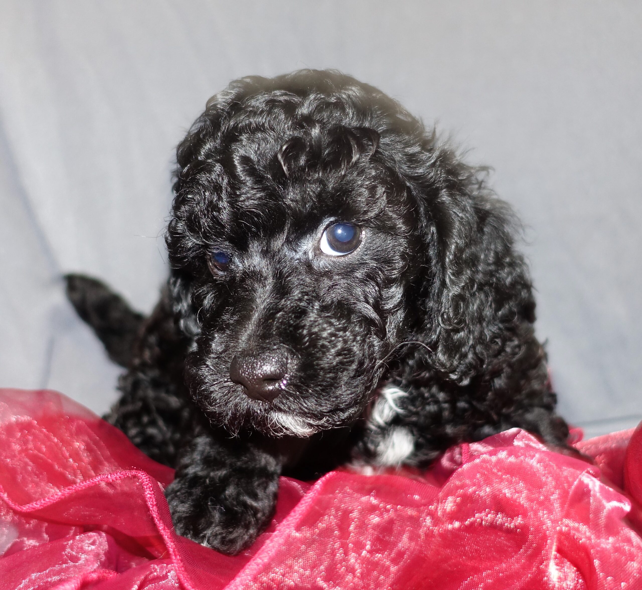 Teacup Toy Poodle Puppies for Adoption - Tea Cup Toy Poodle Breeder ...
