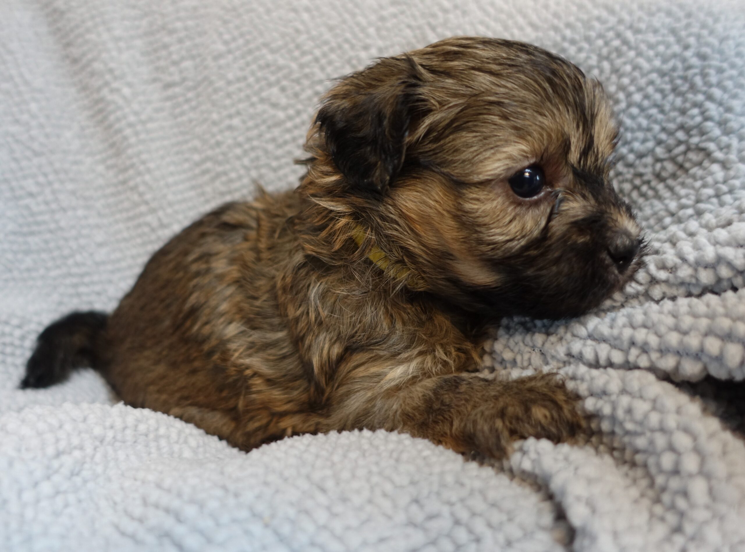 HavaPoo Puppy Breeder - HavaPoo Puppies for Adoption - Petite Joie Puppies