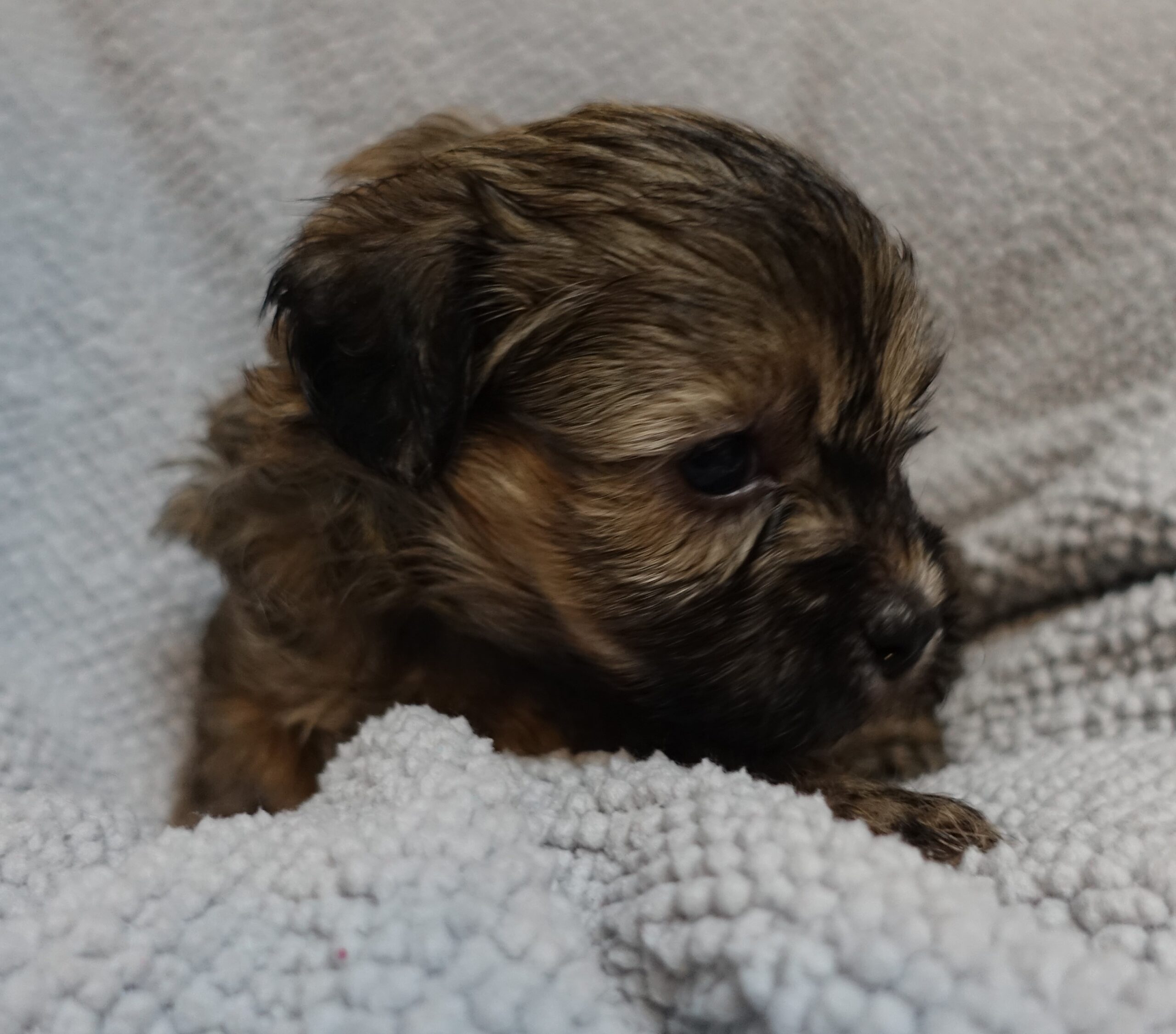HavaPoo Puppy Breeder - HavaPoo Puppies for Adoption - Petite Joie Puppies