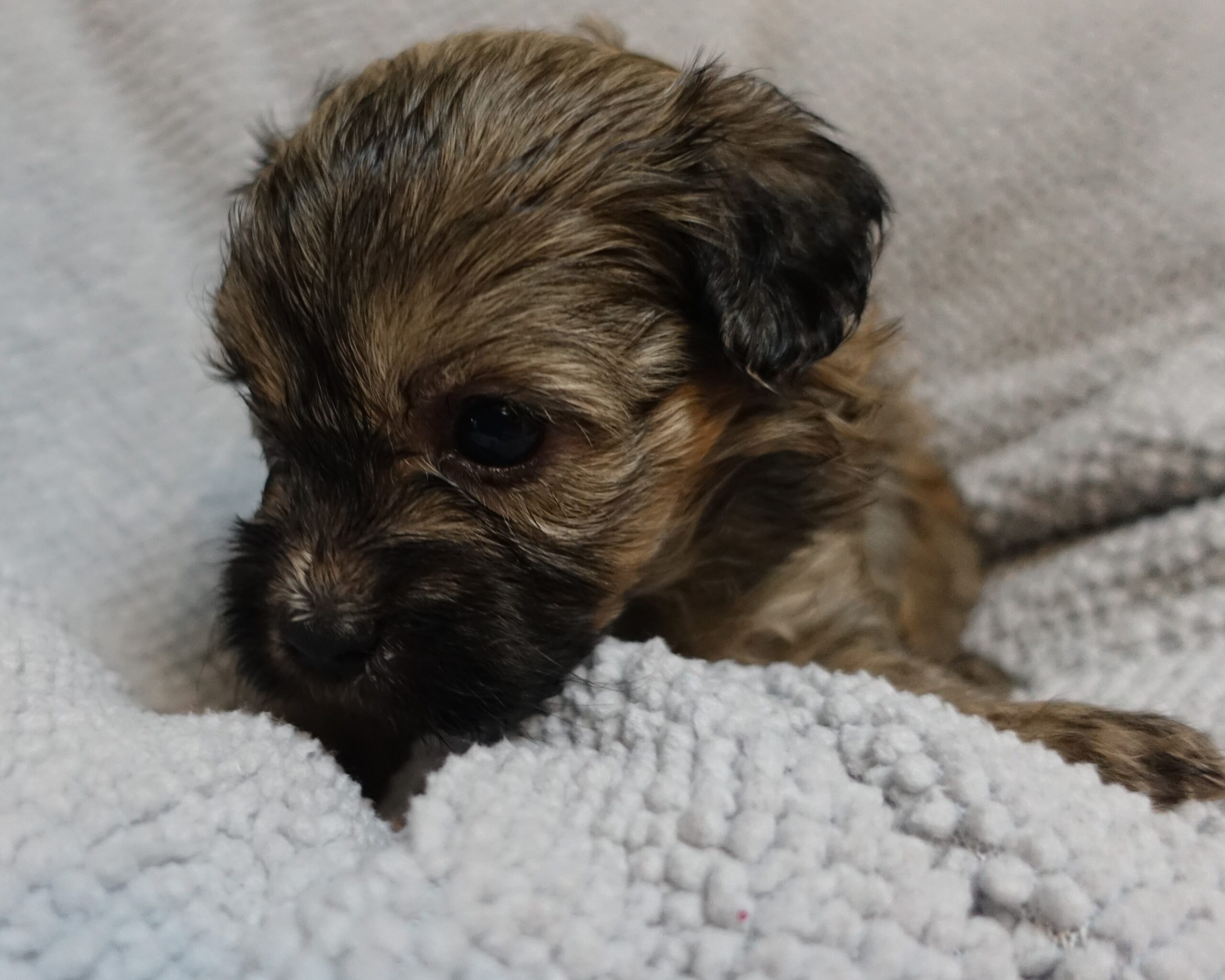 HavaPoo Puppy Breeder - HavaPoo Puppies for Adoption - Petite Joie Puppies