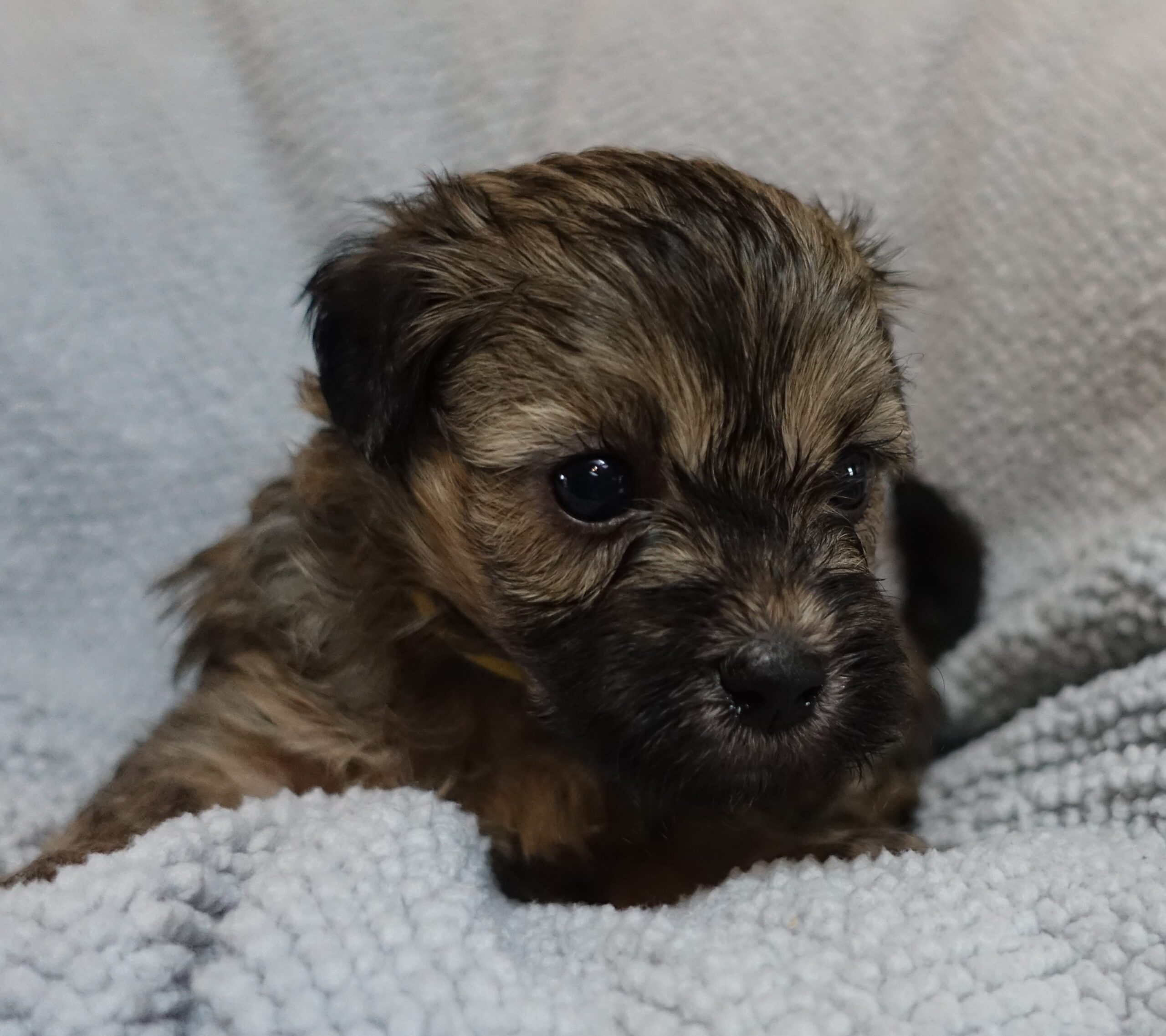 HavaPoo Puppy Breeder - HavaPoo Puppies for Adoption - Petite Joie Puppies