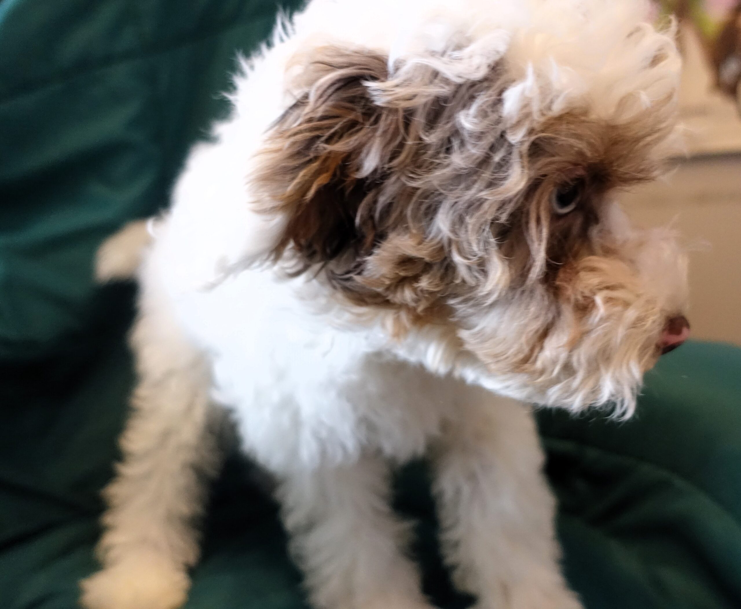 HavaPoo Puppy Breeder - HavaPoo Puppies for Adoption - Petite Joie Puppies