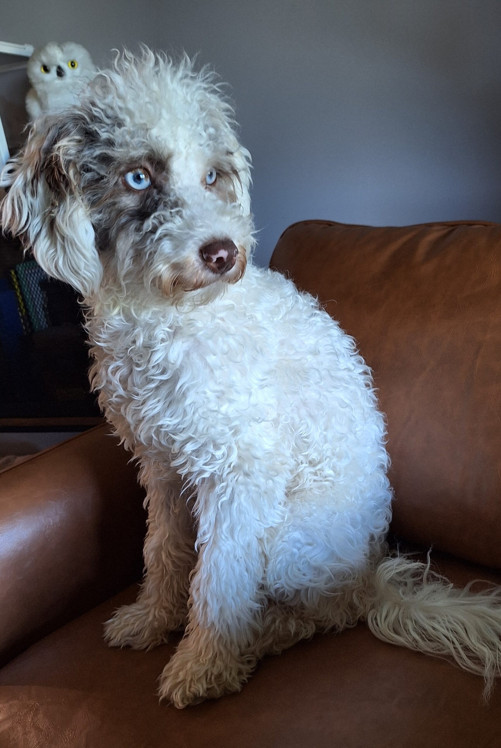 HavaPoo Puppy Breeder - HavaPoo Puppies for Adoption - Petite Joie Puppies