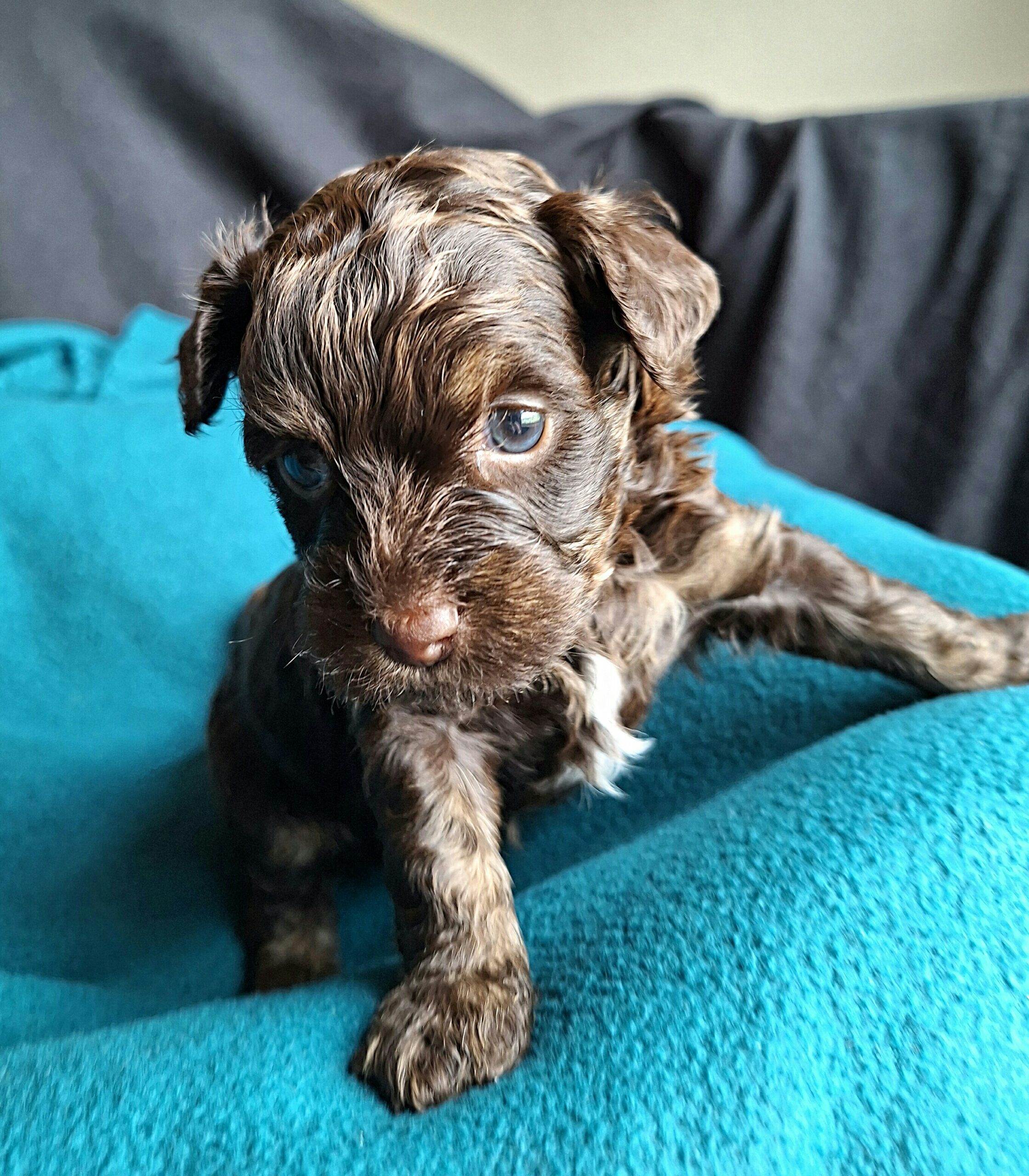 HavaPoo Puppy Breeder - HavaPoo Puppies for Adoption - Petite Joie Puppies