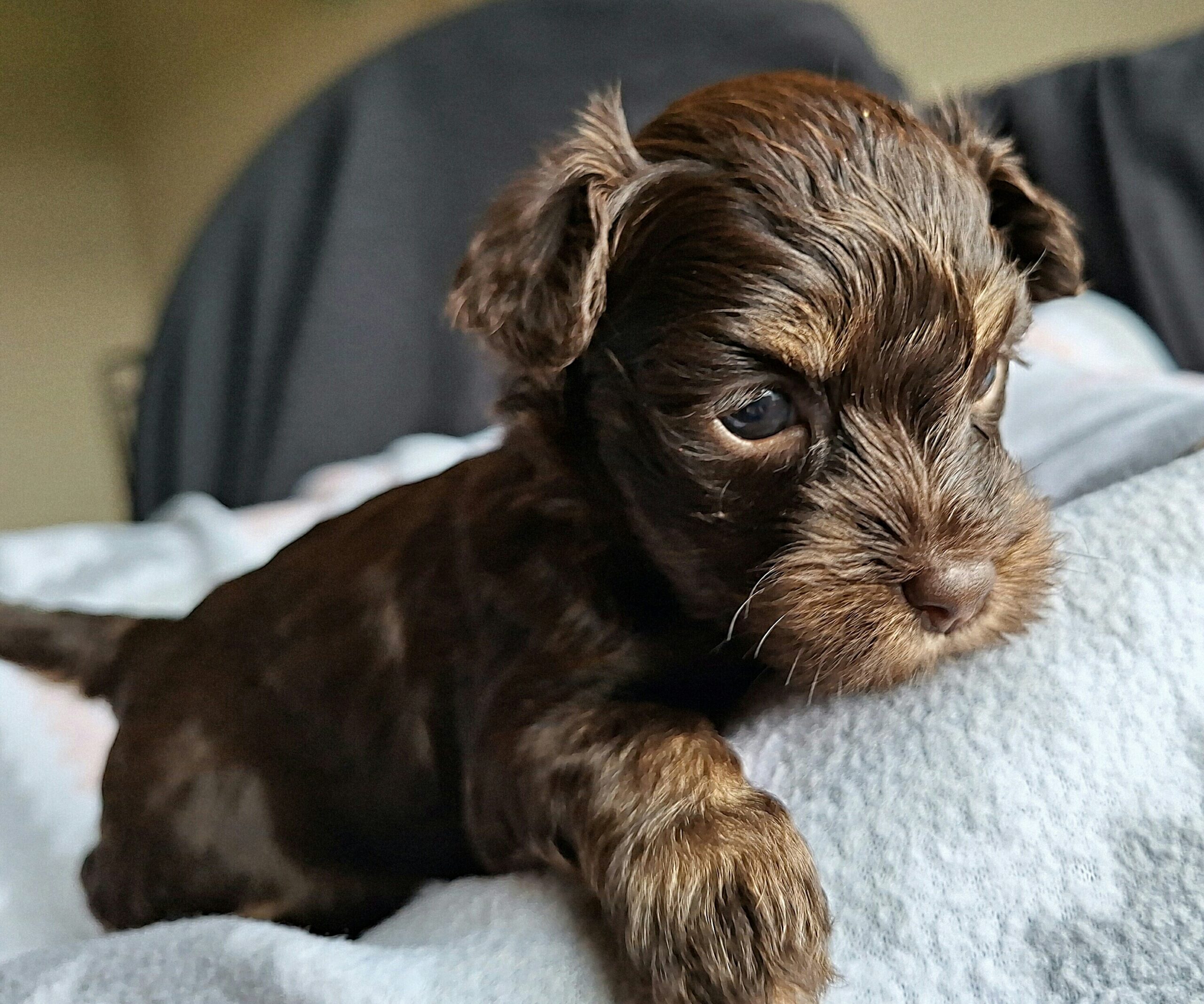 HavaPoo Puppy Breeder - HavaPoo Puppies for Adoption - Petite Joie Puppies