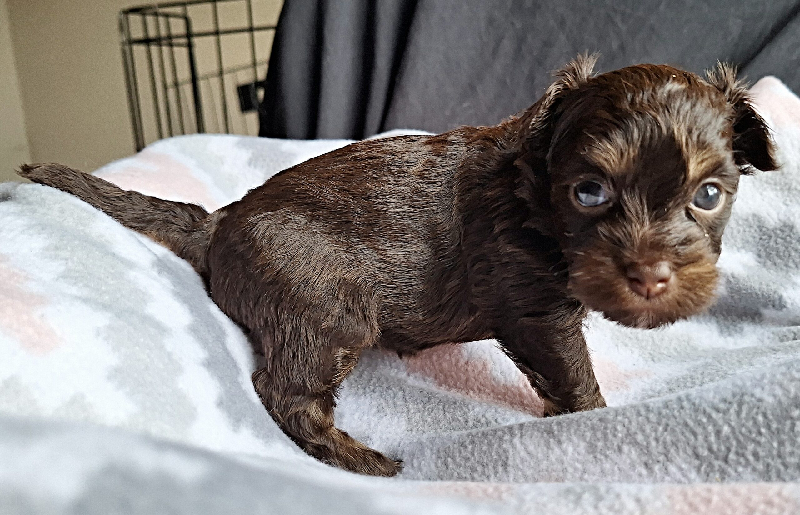HavaPoo Puppy Breeder - HavaPoo Puppies for Adoption - Petite Joie Puppies