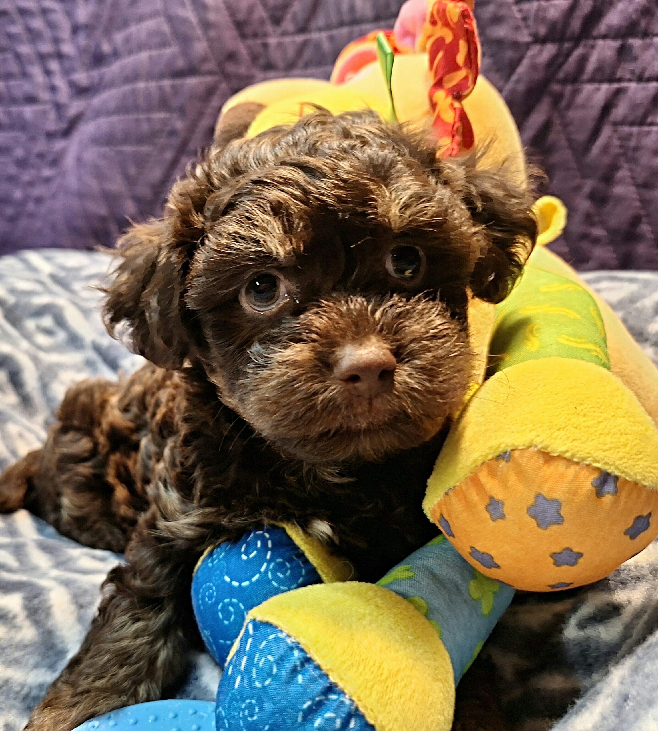 HavaPoo Puppy Breeder - HavaPoo Puppies for Adoption - Petite Joie Puppies