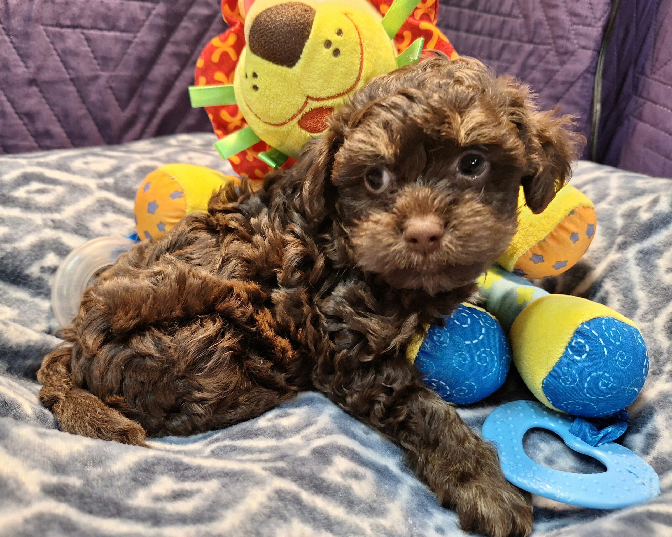 HavaPoo Puppy Breeder - HavaPoo Puppies for Adoption - Petite Joie Puppies