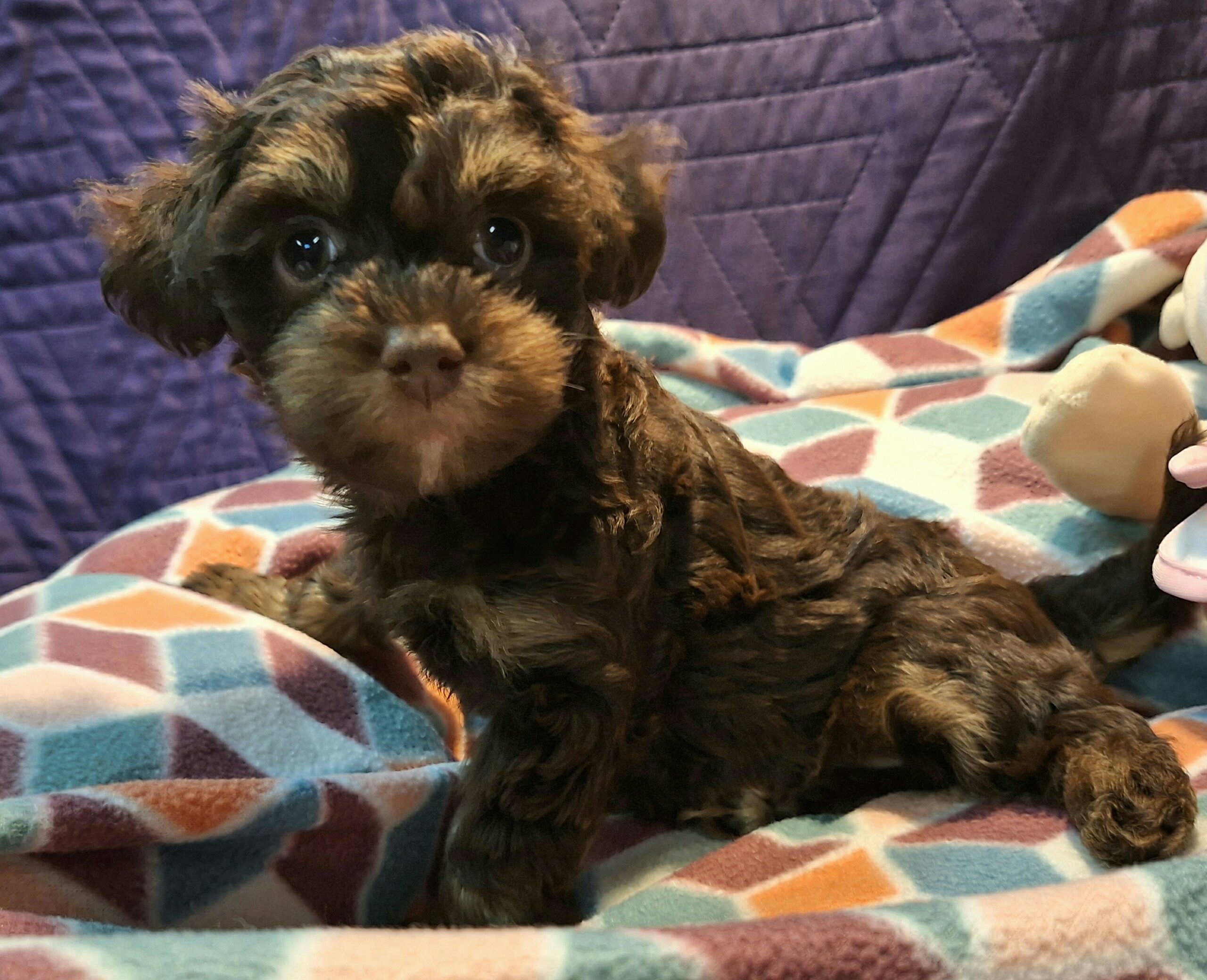 HavaPoo Puppy Breeder - HavaPoo Puppies for Adoption - Petite Joie Puppies