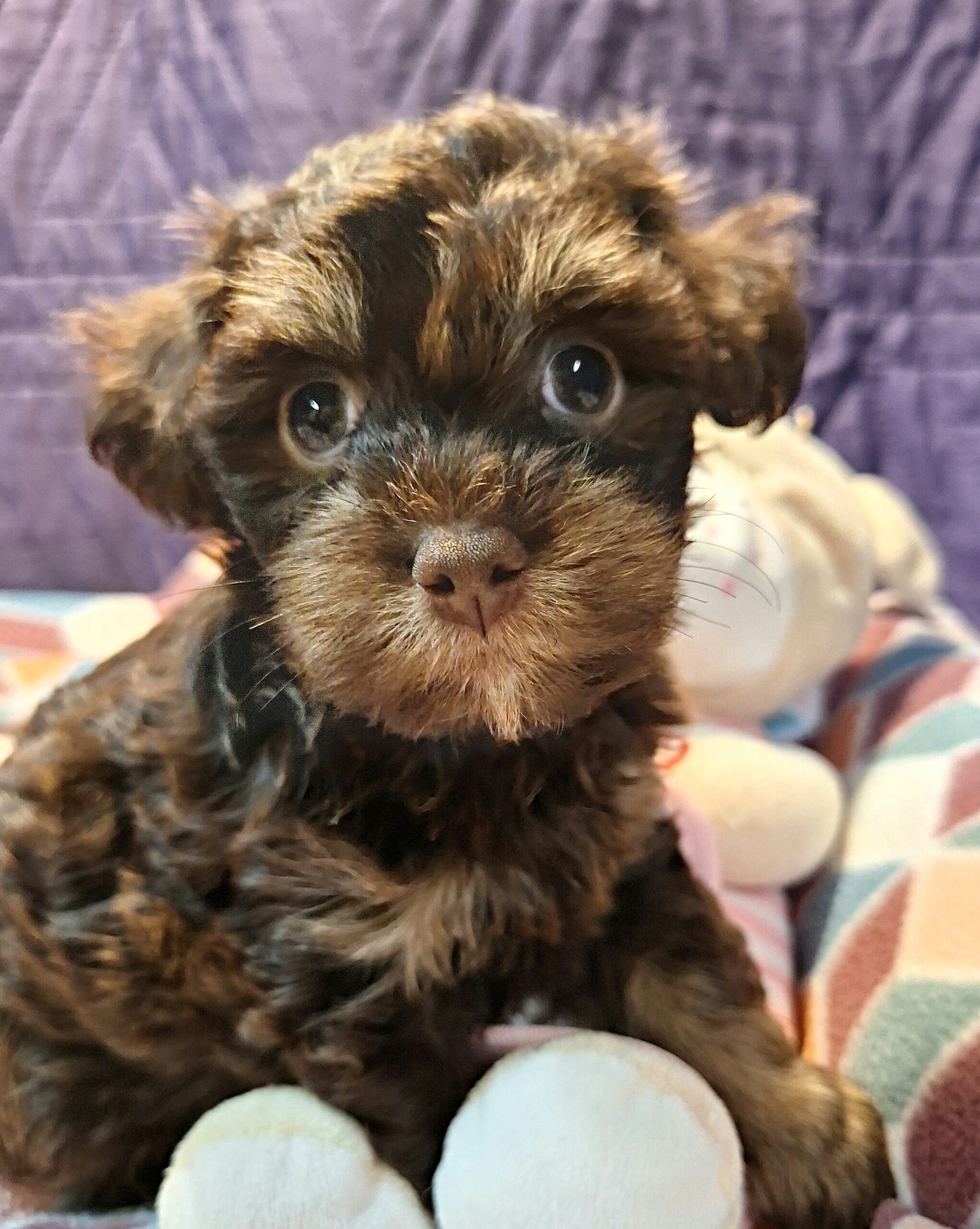 HavaPoo Puppy Breeder - HavaPoo Puppies for Adoption - Petite Joie Puppies