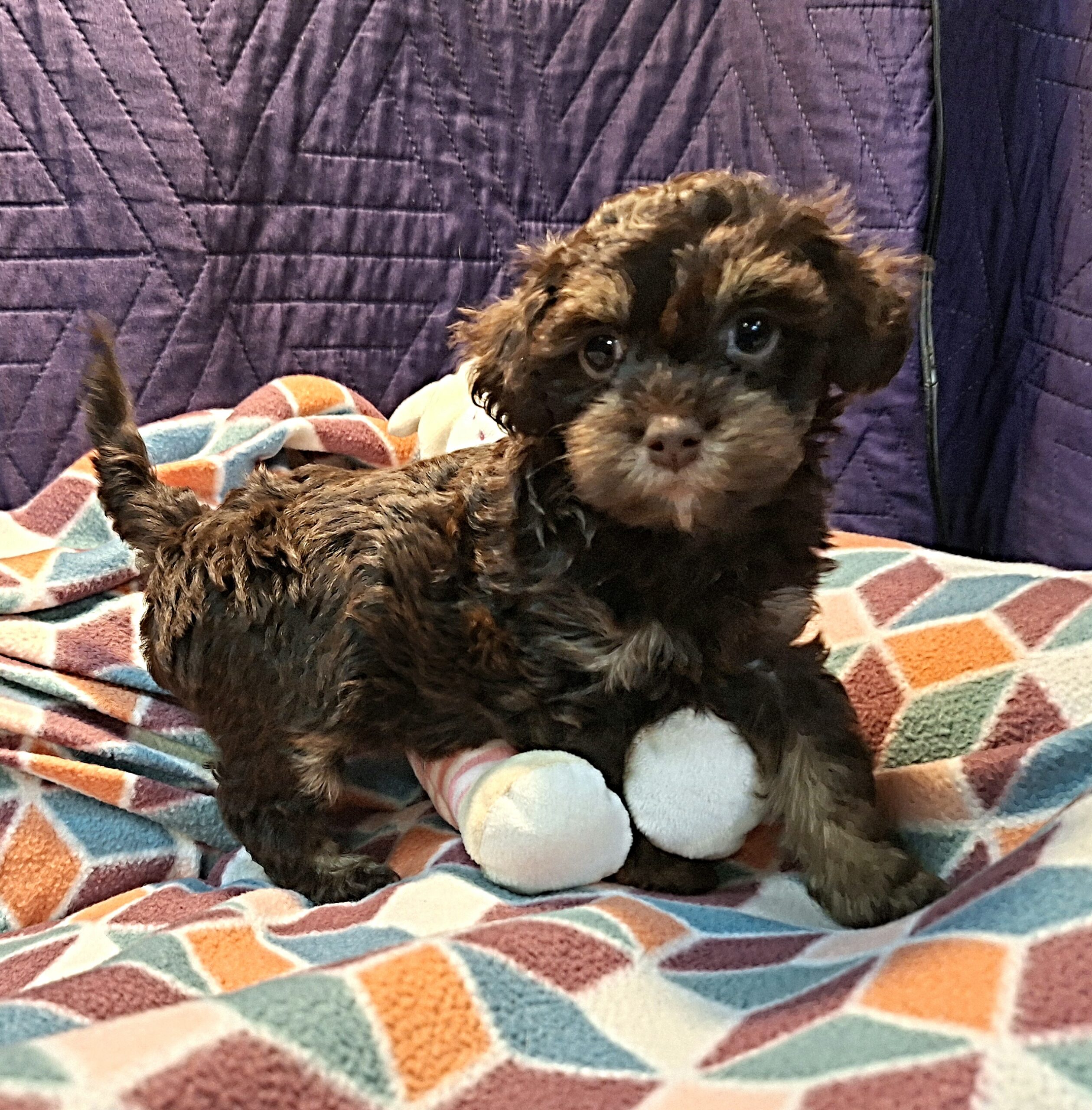 HavaPoo Puppy Breeder - HavaPoo Puppies for Adoption - Petite Joie Puppies