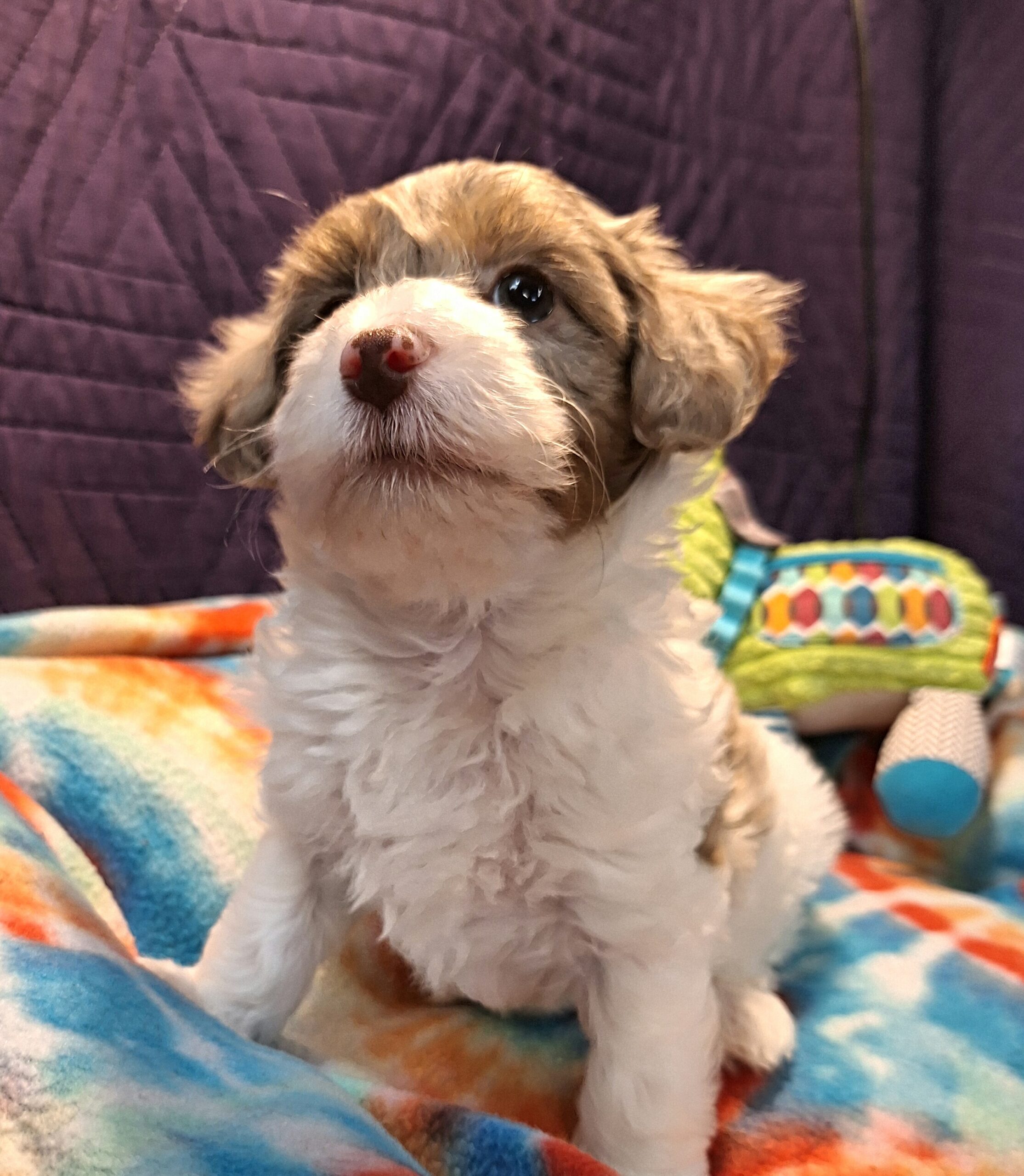 HavaPoo Puppy Breeder - HavaPoo Puppies for Adoption - Petite Joie Puppies