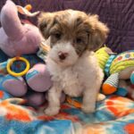HavaPoo Puppy Breeder - HavaPoo Puppies for Adoption - Petite Joie Puppies