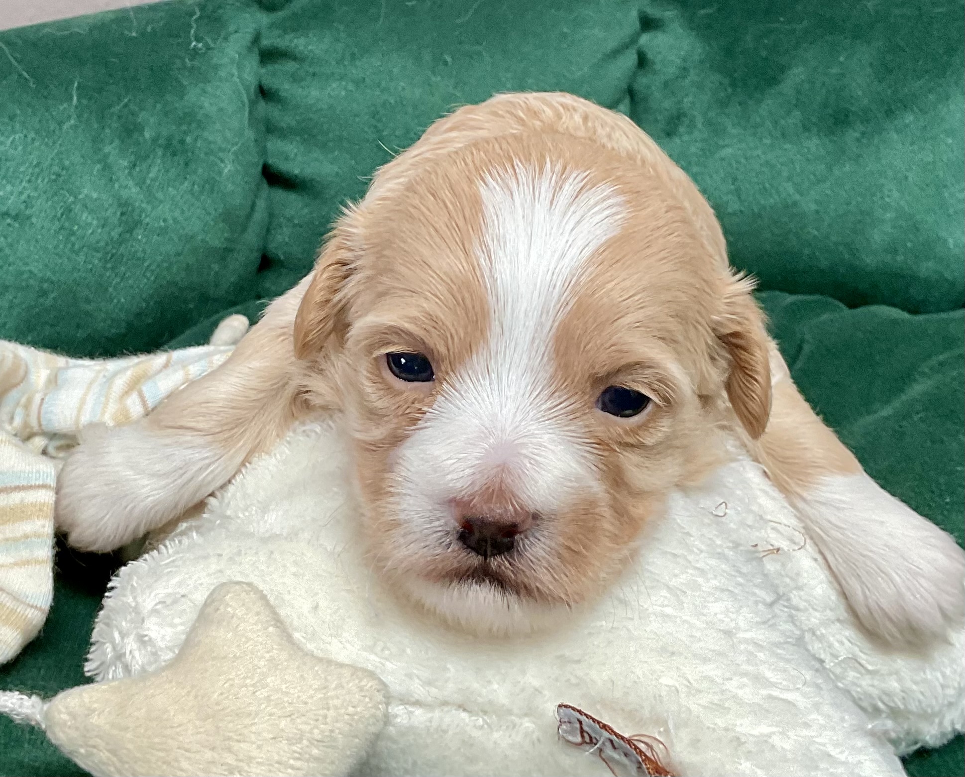 HavaPoo Puppy Breeder - HavaPoo Puppies for Adoption - Petite Joie Puppies