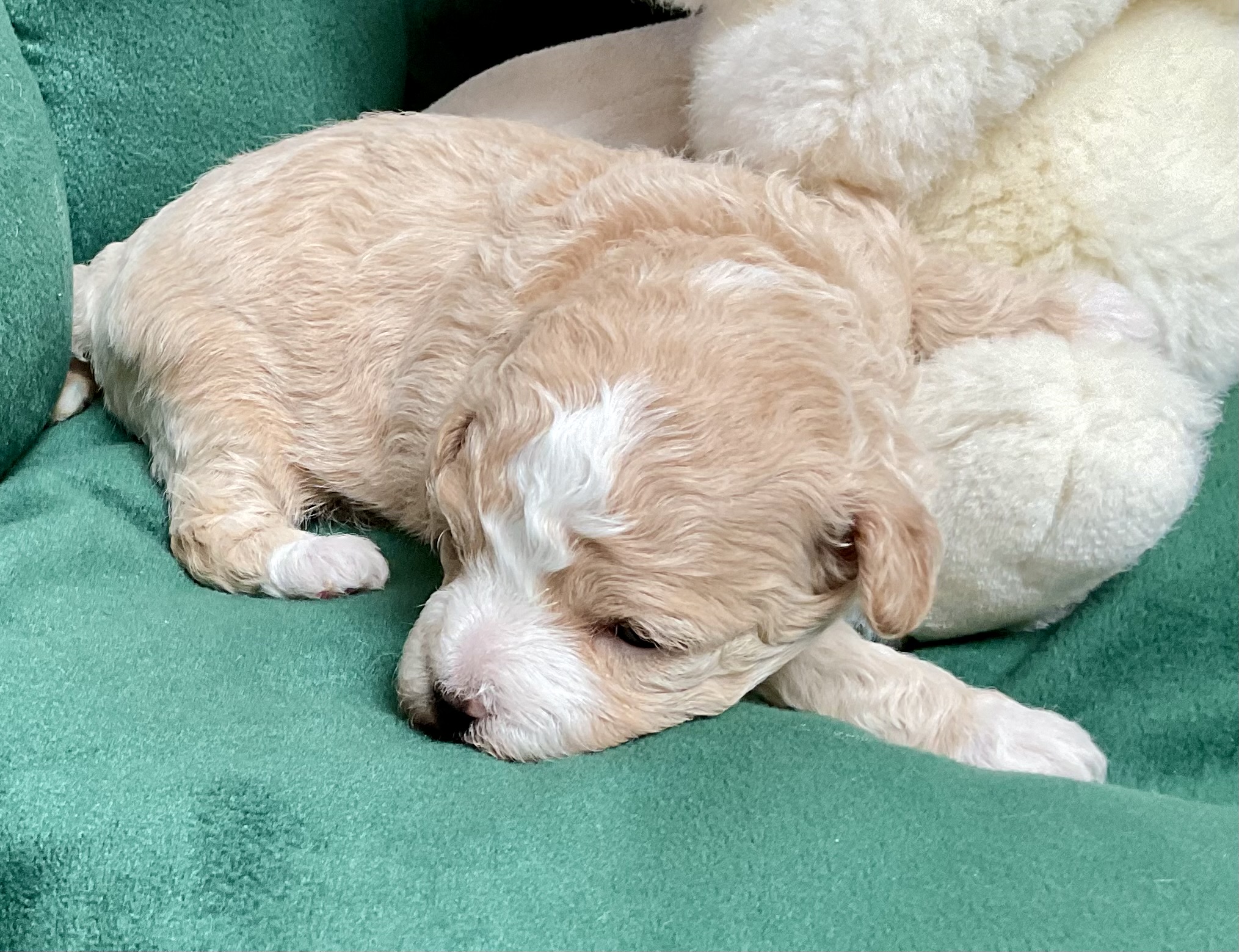 HavaPoo Puppy Breeder - HavaPoo Puppies for Adoption - Petite Joie Puppies